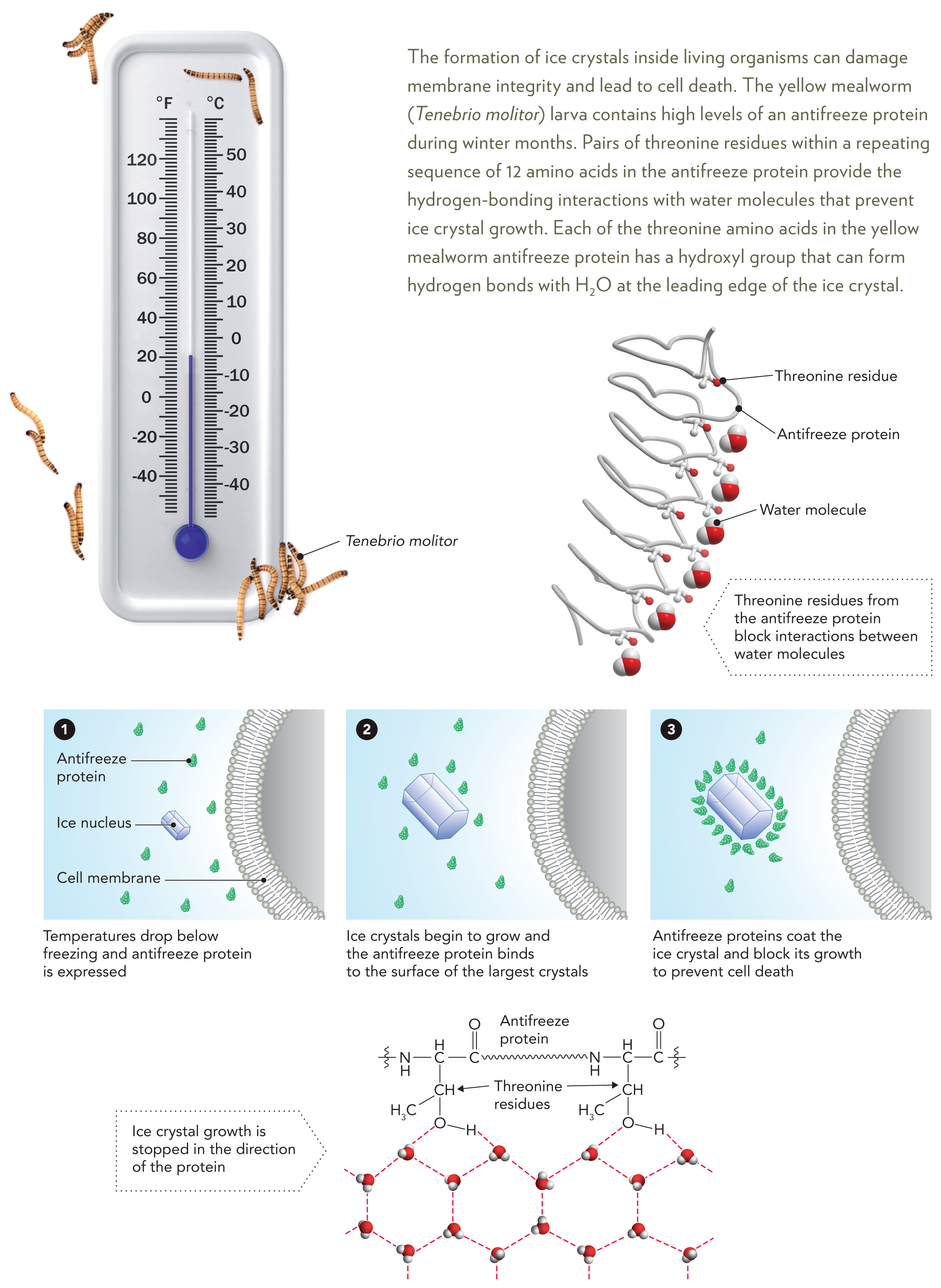 2. Physical Biochemistry: Energy Conversion, Water, and Membranes