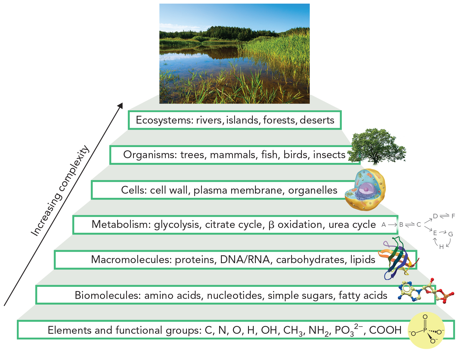 1.2 The Chemical Basis of Life: A Hierarchical Perspective