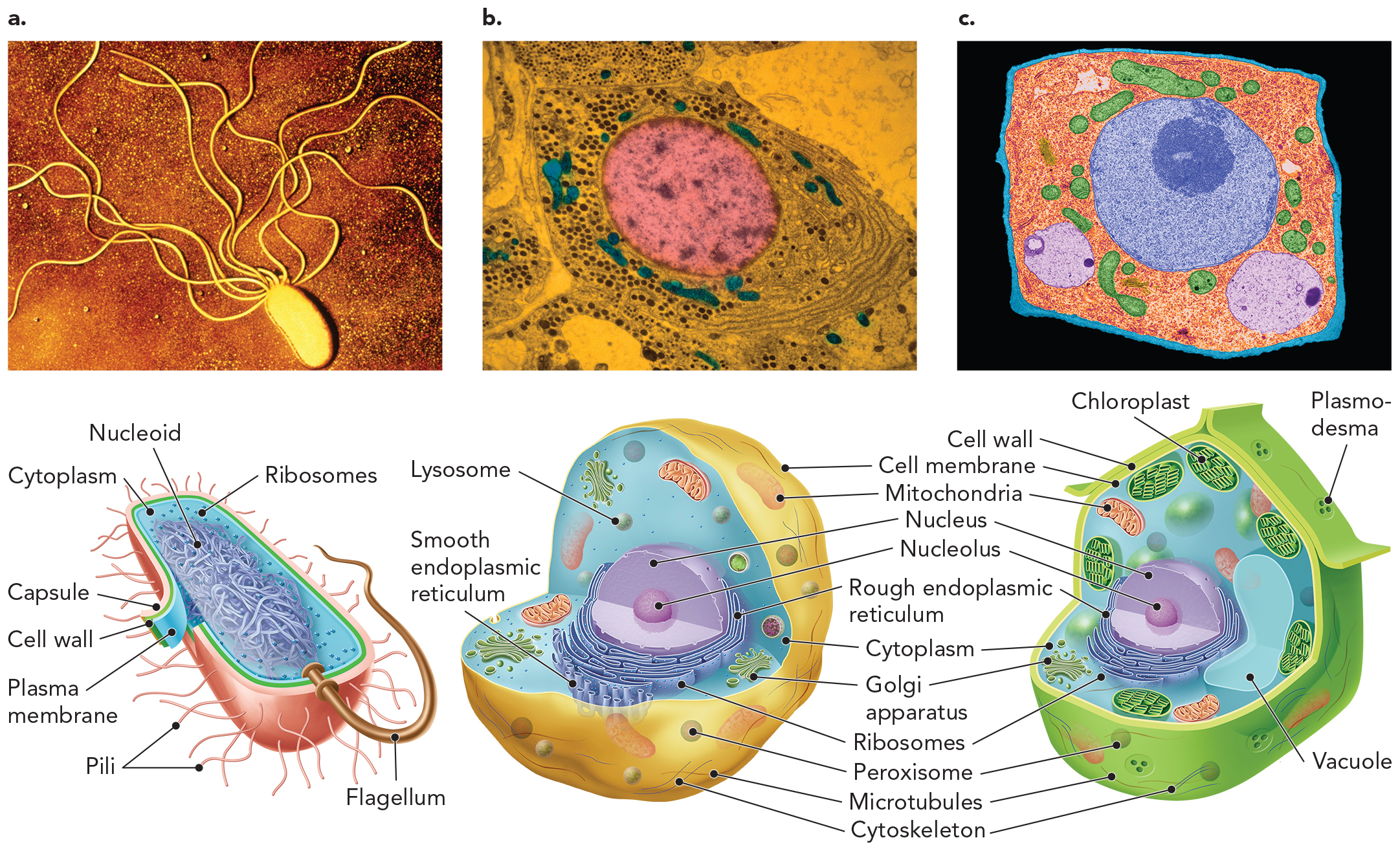 1.2 The Chemical Basis of Life: A Hierarchical Perspective