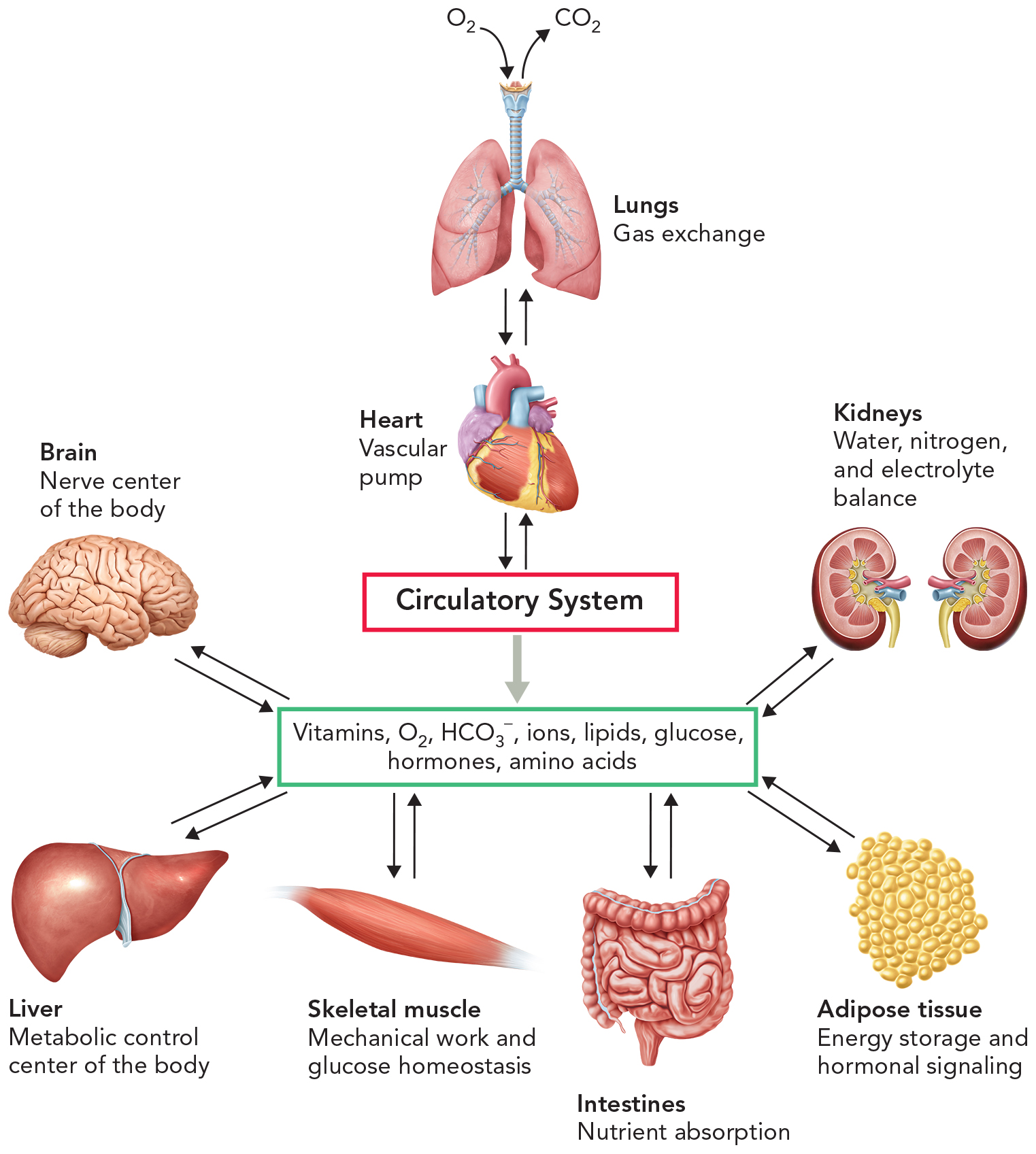 1.2 The Chemical Basis of Life: A Hierarchical Perspective