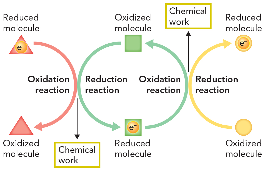 2.1 Energy Conversion in Biological Systems
