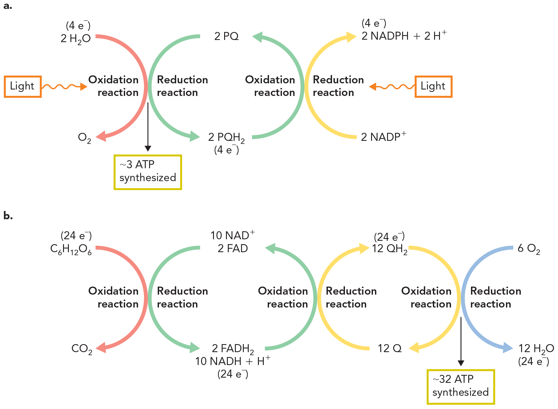 2.1 Energy Conversion in Biological Systems