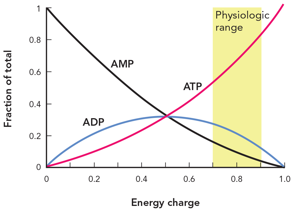 2.1 Energy Conversion in Biological Systems