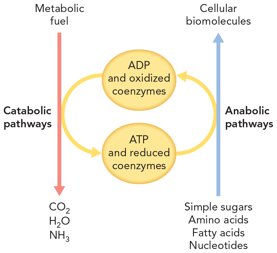 2.1 Energy Conversion in Biological Systems