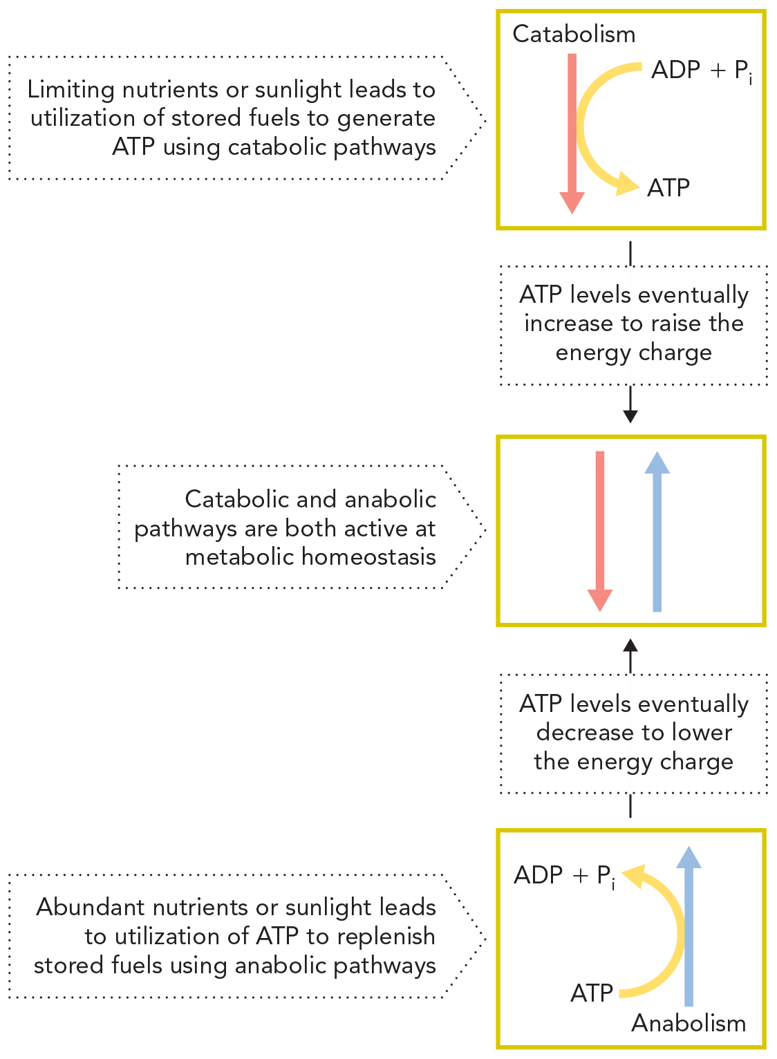 2.1 Energy Conversion in Biological Systems