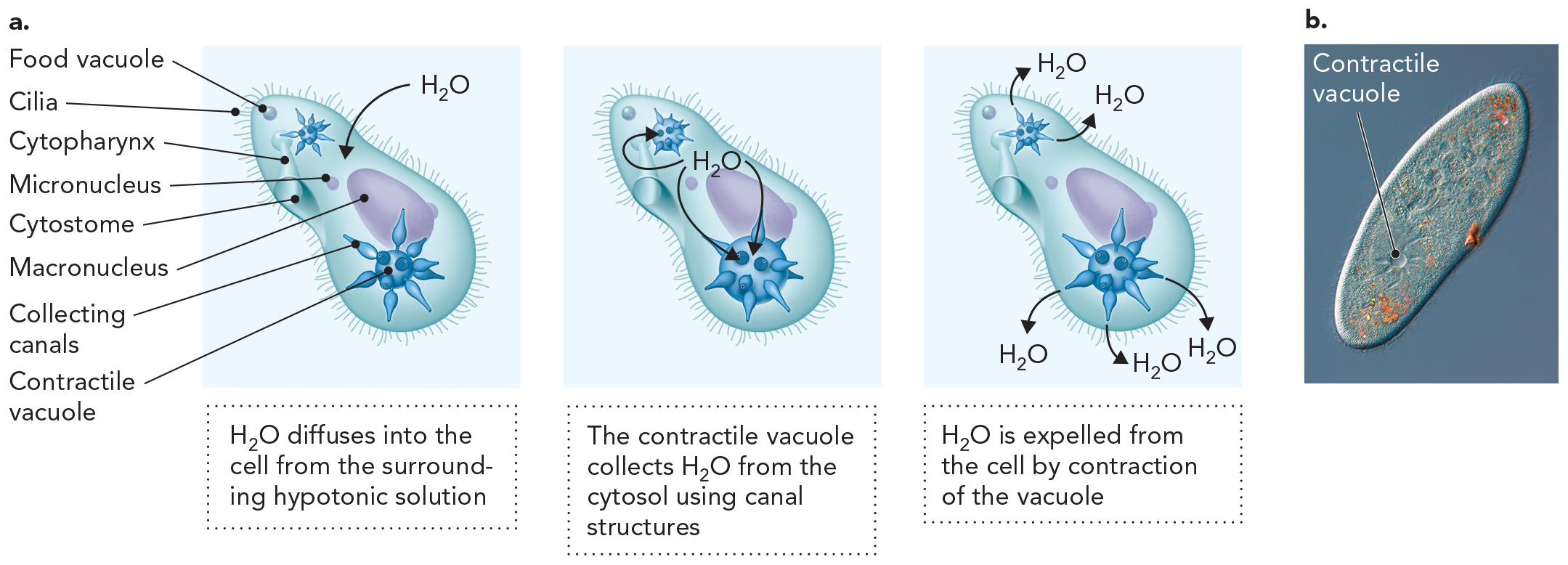2.2 Water Is Critical for Life Processes