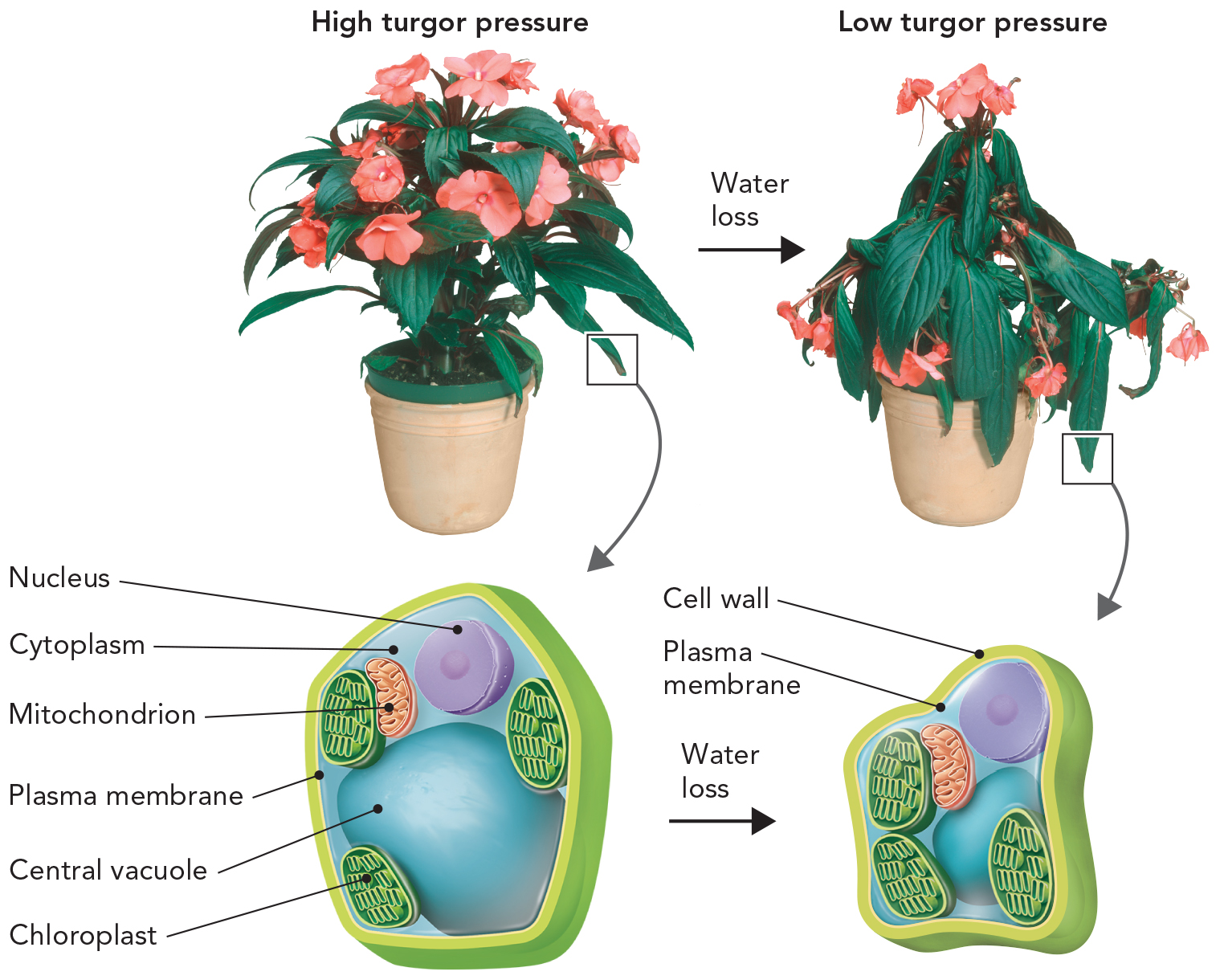 2.2 Water Is Critical for Life Processes