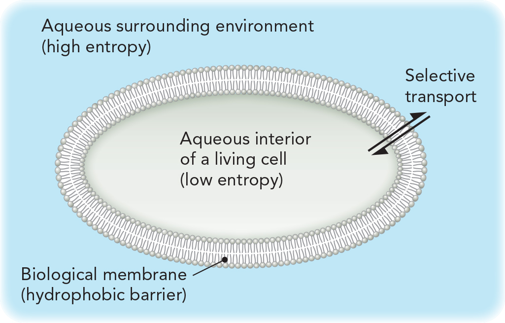 2.3 Cell Membranes Function as Selective Hydrophobic Barriers