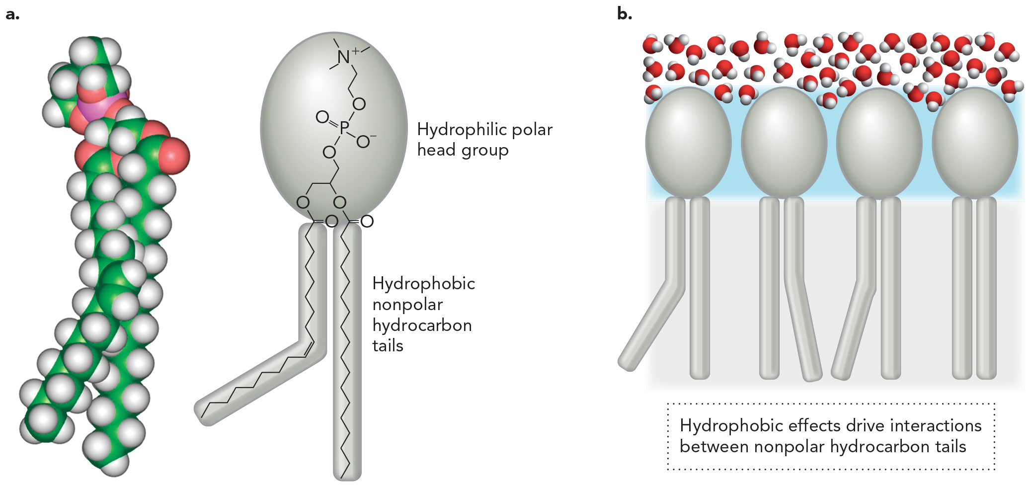 2.3 Cell Membranes Function as Selective Hydrophobic Barriers