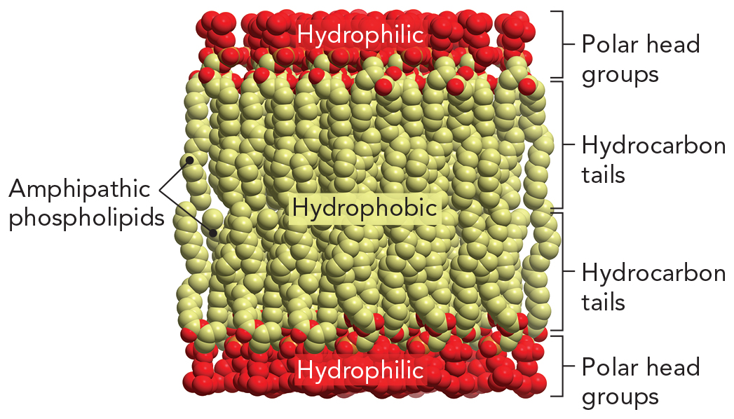 2.3 Cell Membranes Function as Selective Hydrophobic Barriers