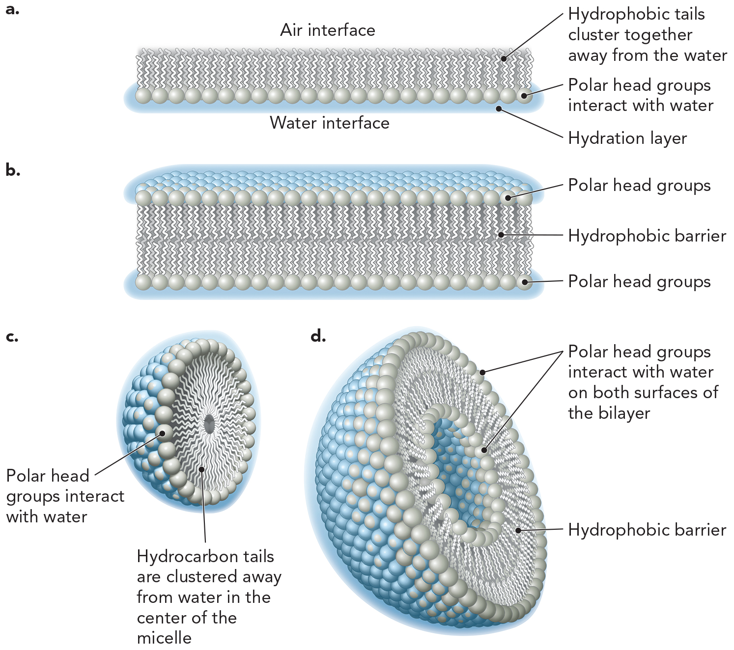 2.3 Cell Membranes Function as Selective Hydrophobic Barriers