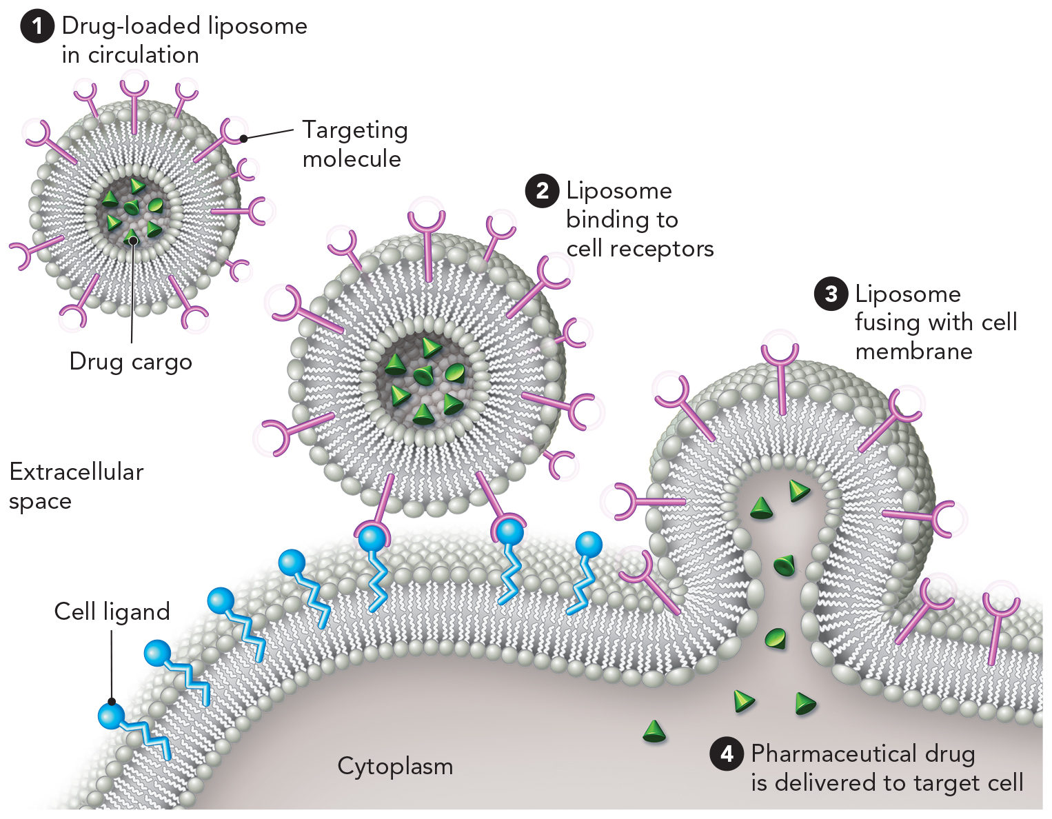 2.3 Cell Membranes Function as Selective Hydrophobic Barriers