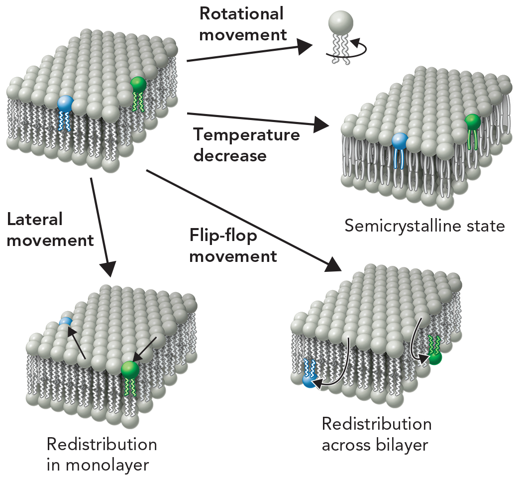 2.3 Cell Membranes Function as Selective Hydrophobic Barriers