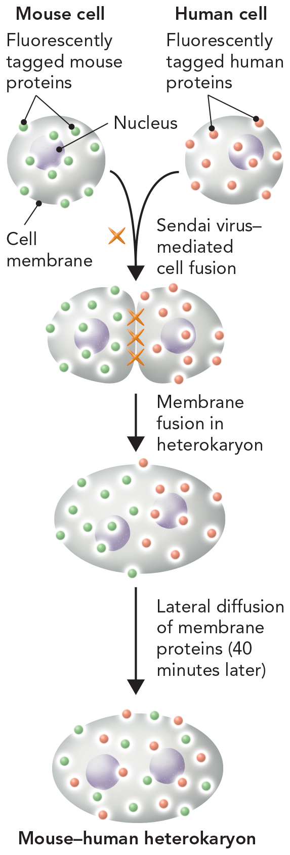 2.3 Cell Membranes Function as Selective Hydrophobic Barriers