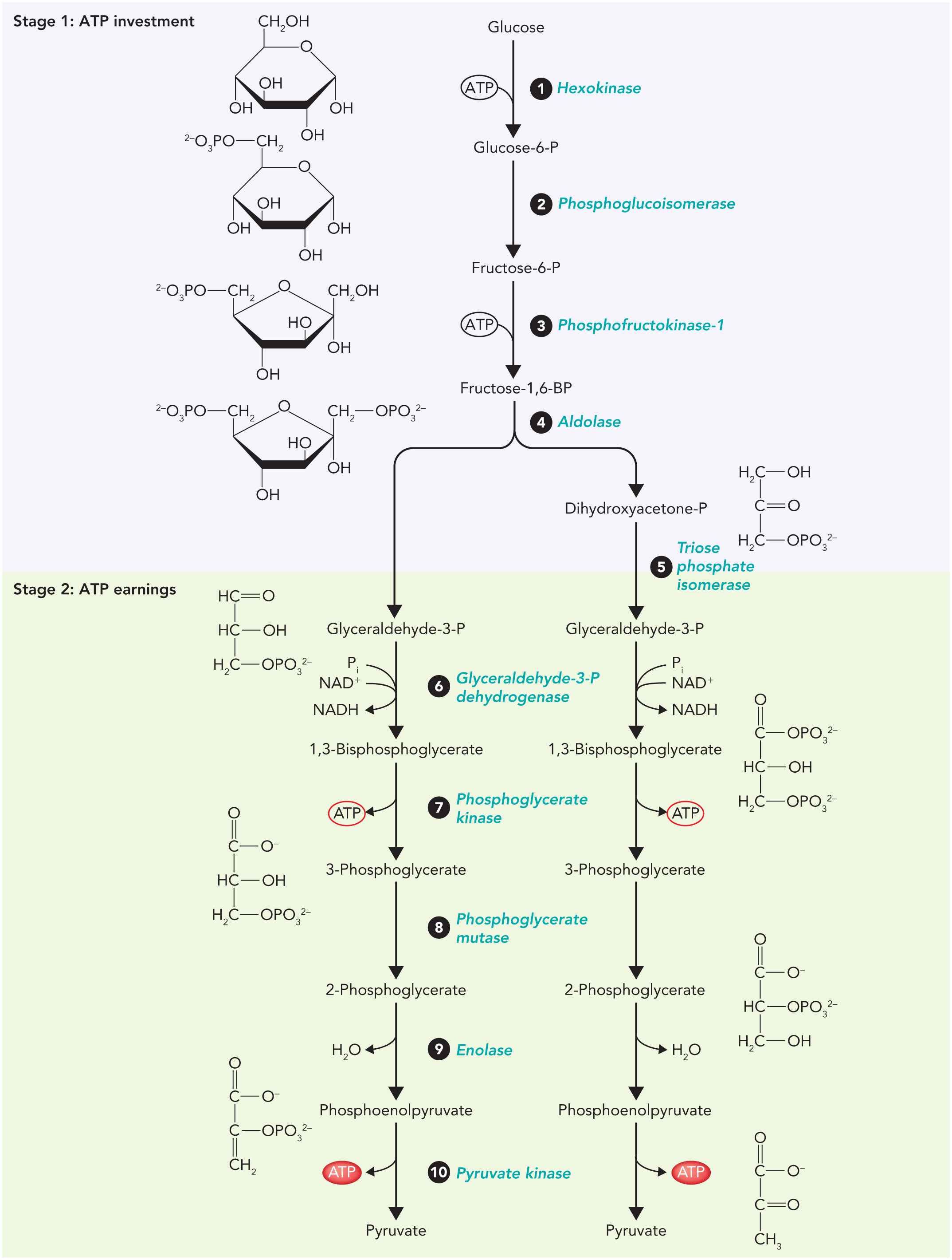 9.3 Glycolysis Generates ATP under Anaerobic Conditions