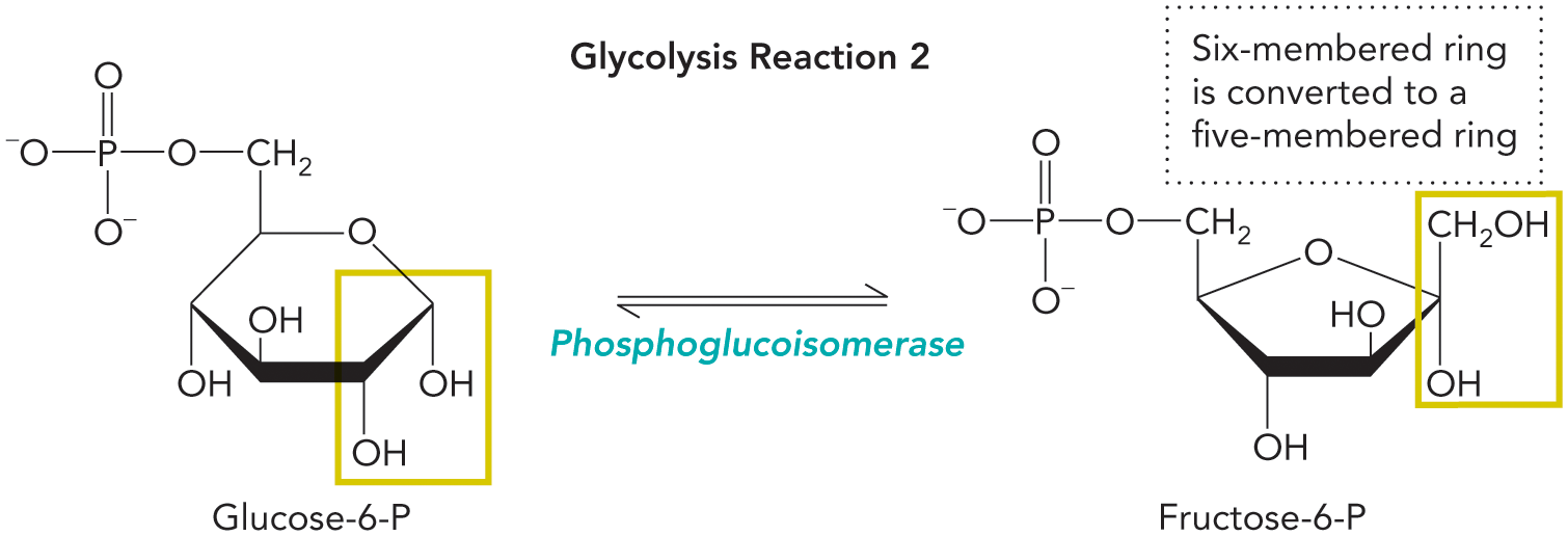 9.3 Glycolysis Generates ATP under Anaerobic Conditions