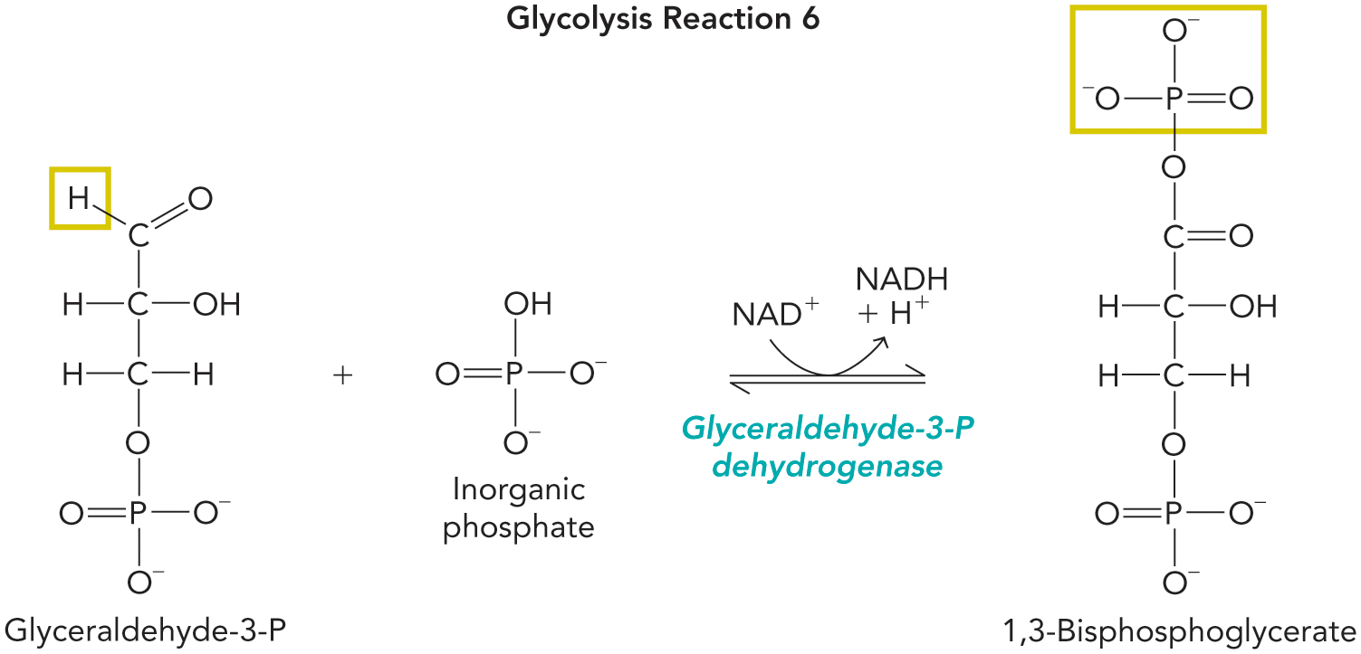 9.3 Glycolysis Generates ATP under Anaerobic Conditions
