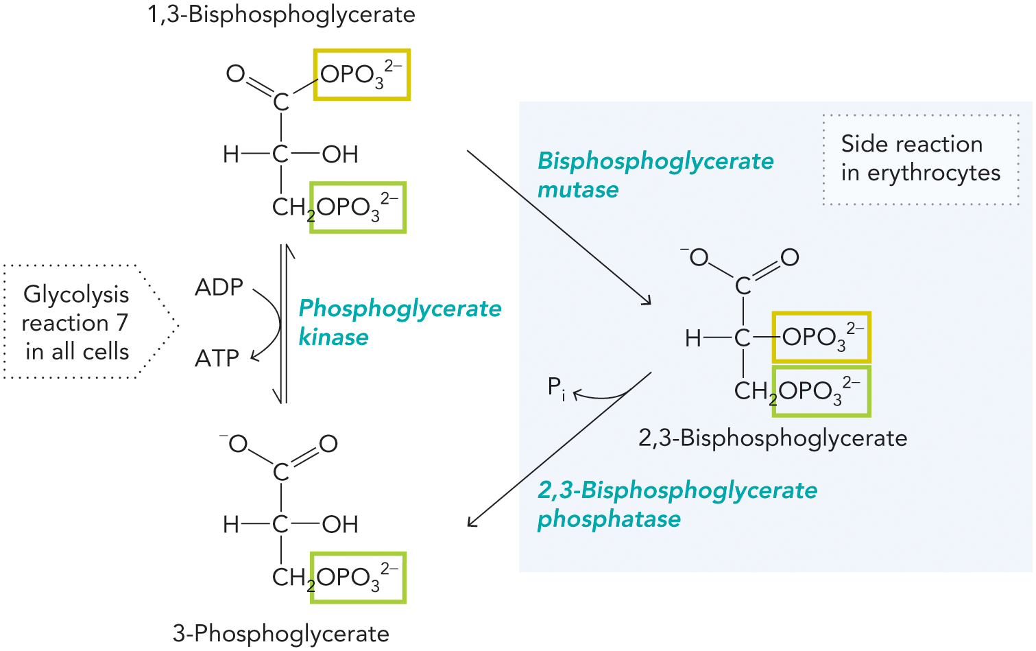 9.3 Glycolysis Generates ATP under Anaerobic Conditions