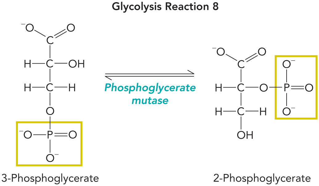 9.3 Glycolysis Generates ATP under Anaerobic Conditions
