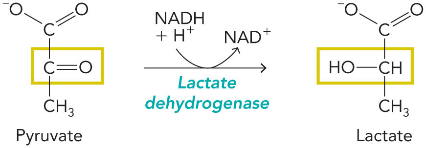 9.5 Metabolic Fate of Pyruvate