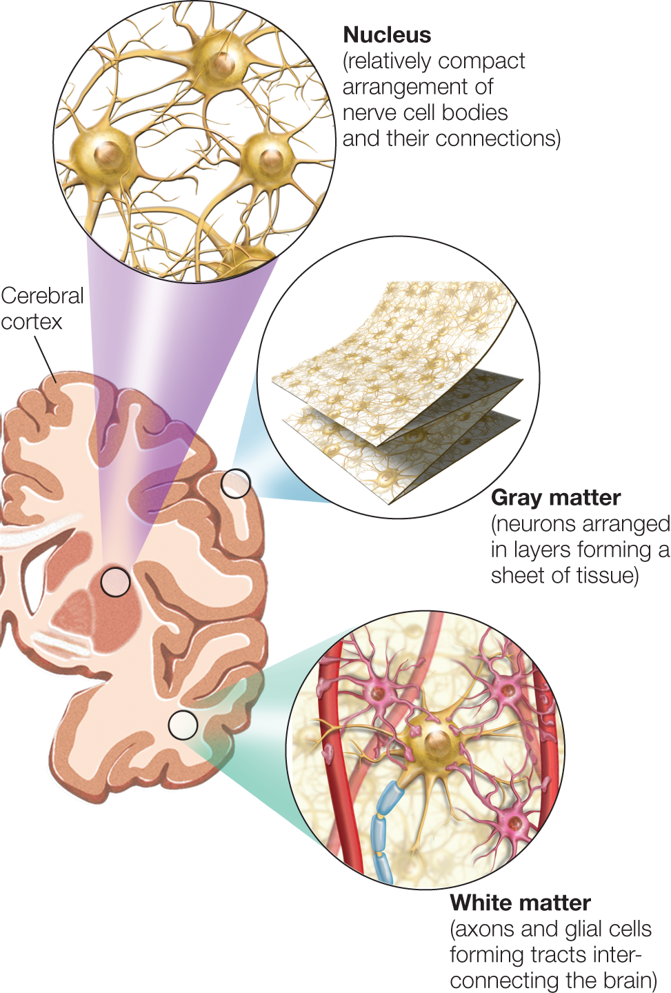 2.3 Overview of Nervous System Structure