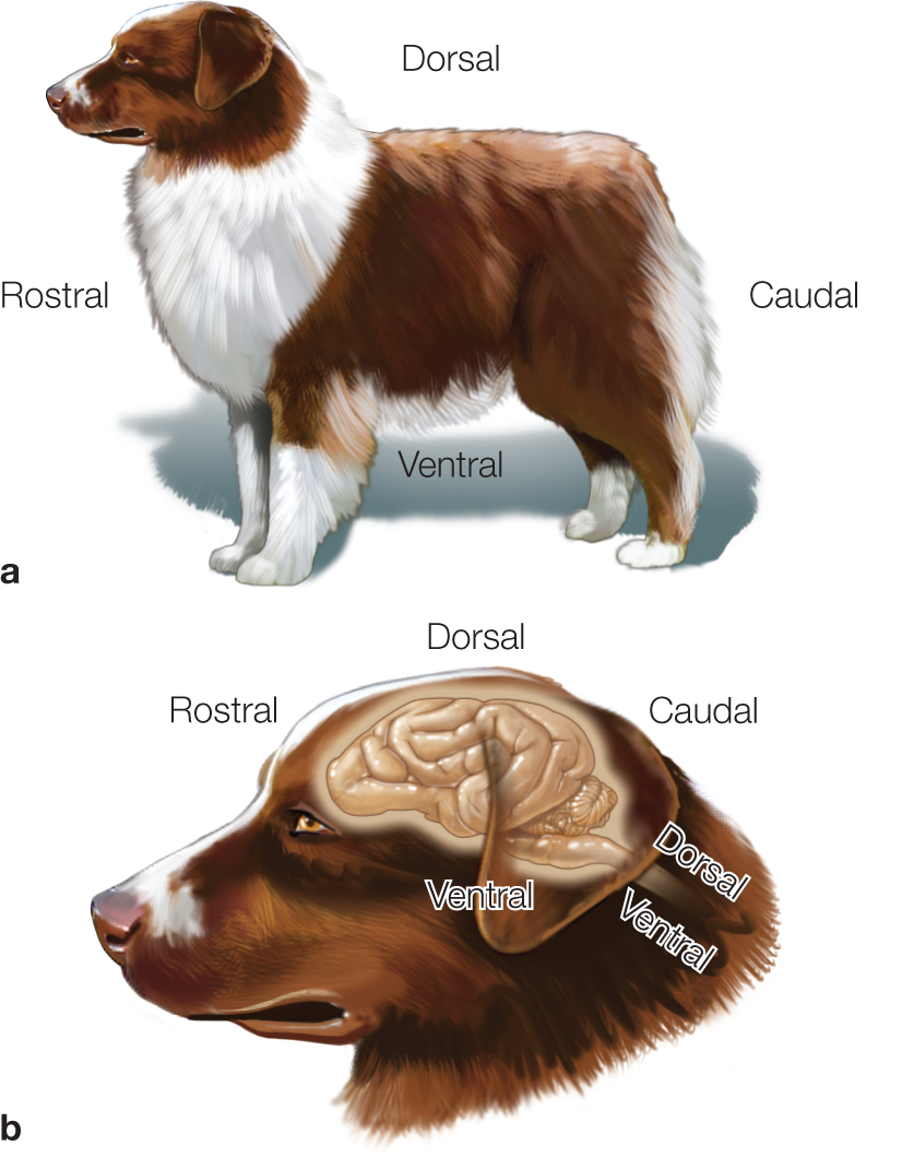 2.3 Overview of Nervous System Structure