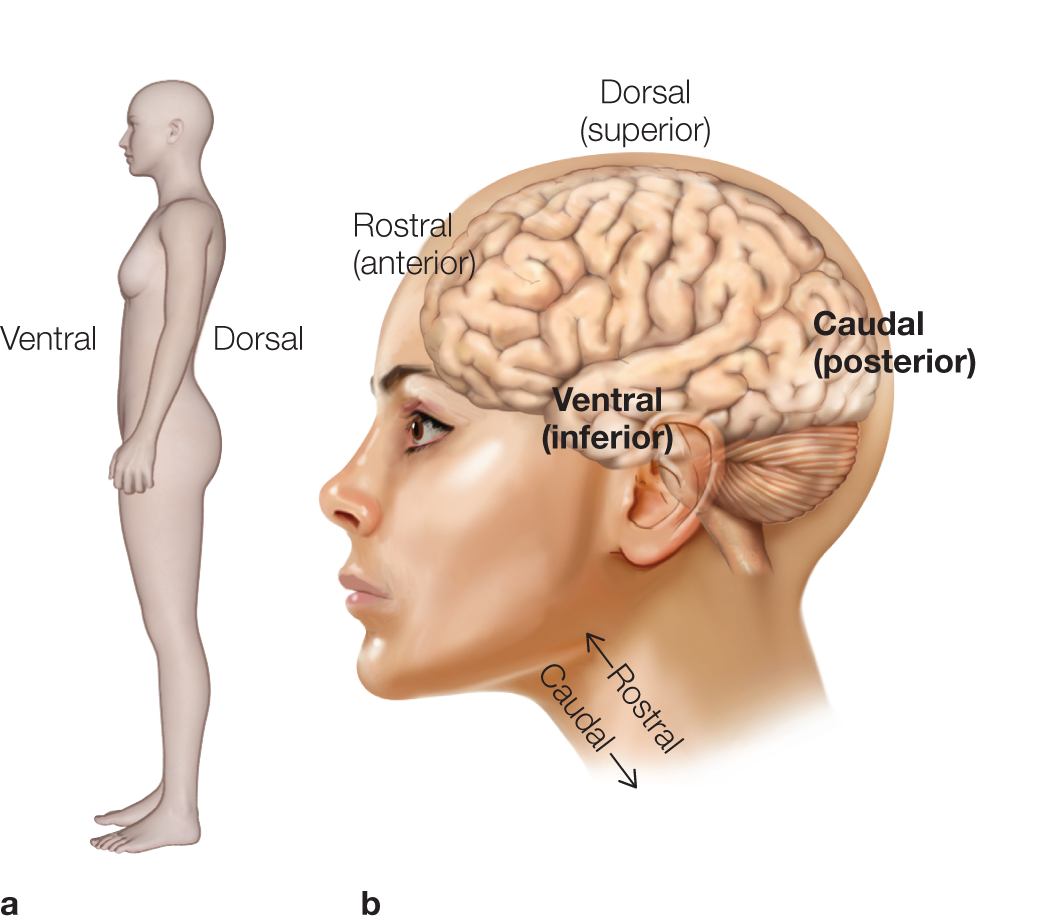2.3 Overview of Nervous System Structure