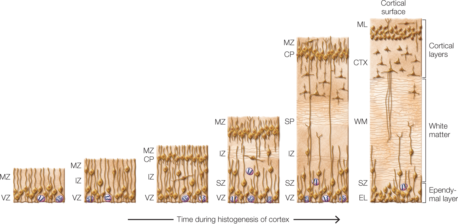 2.7 Development of the Nervous System