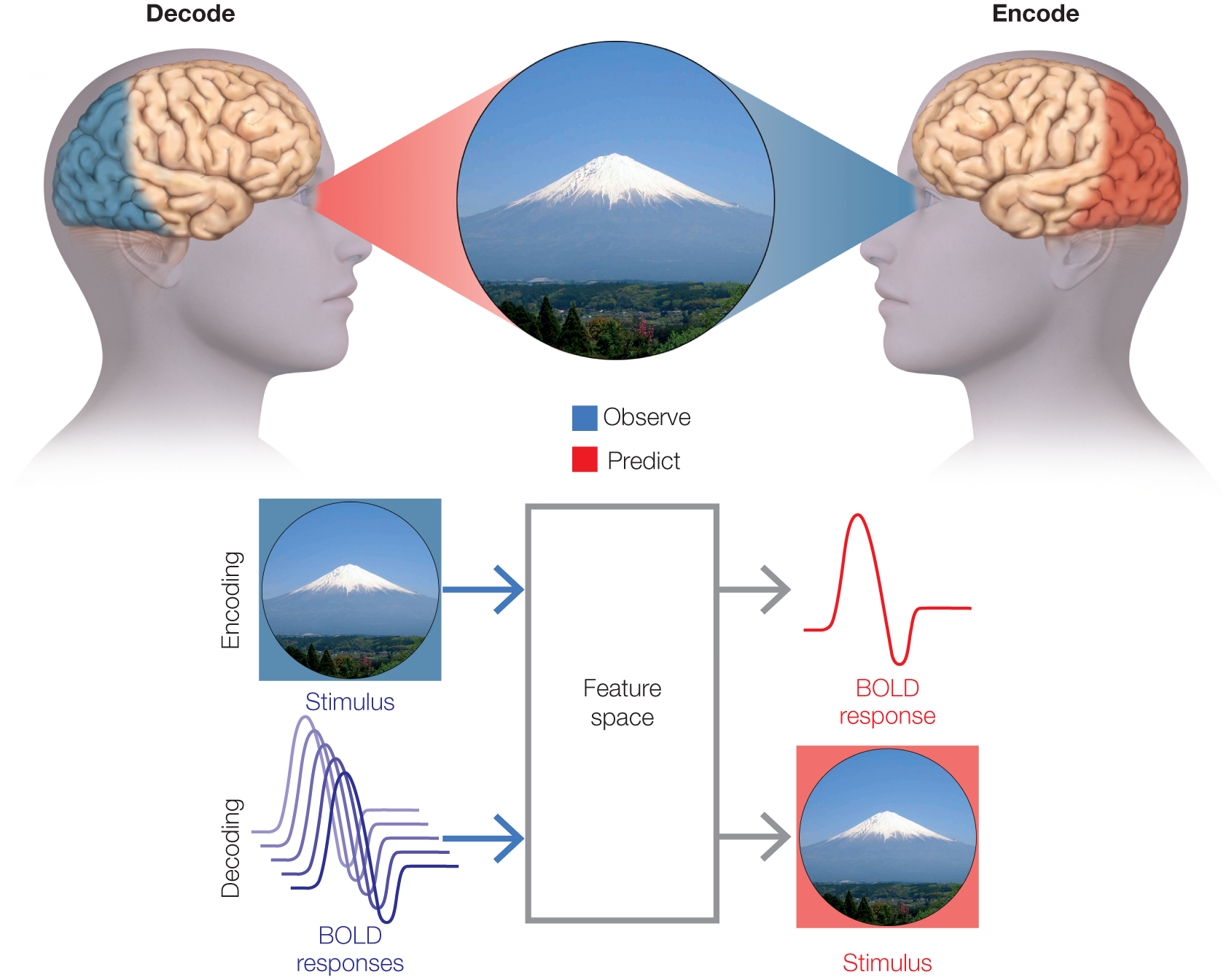 6.4 Computational Models of Object Recognition