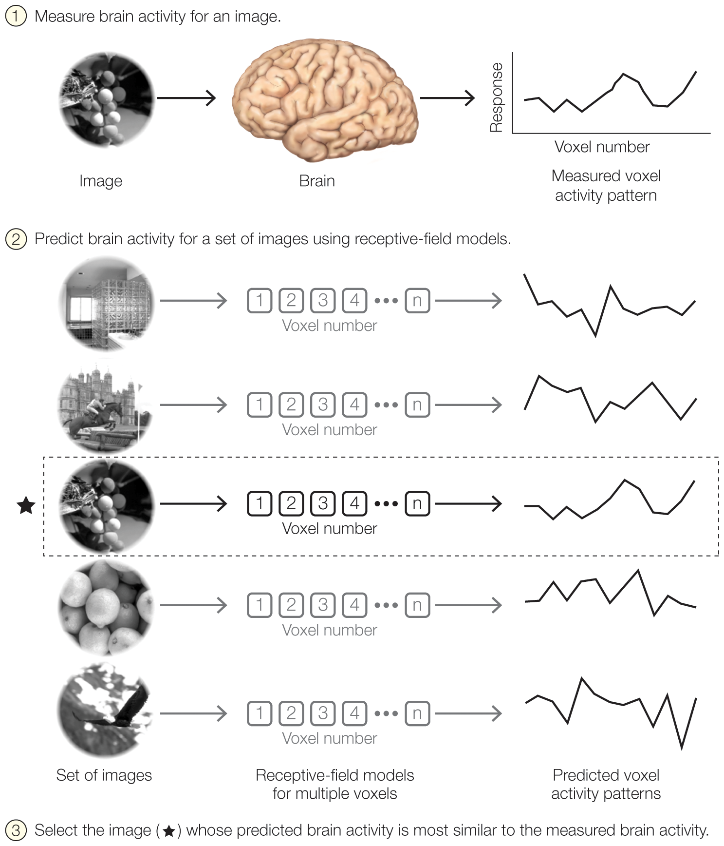 6.4 Computational Models of Object Recognition