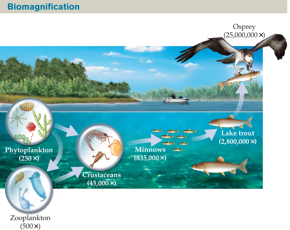 Discover Biology