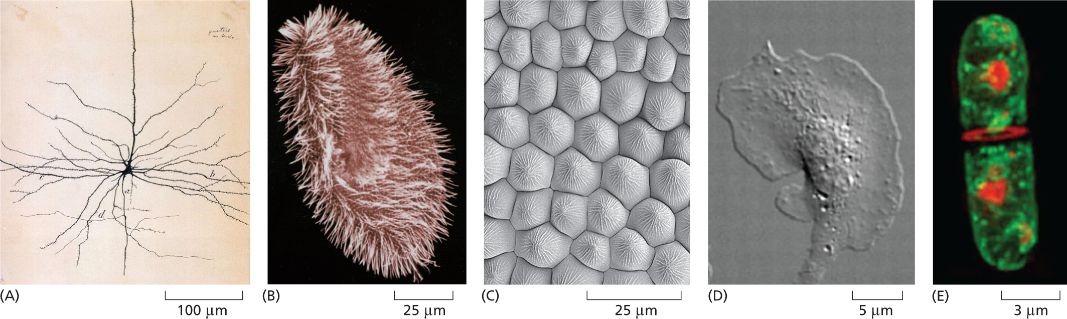 Unity and Diversity of Cells