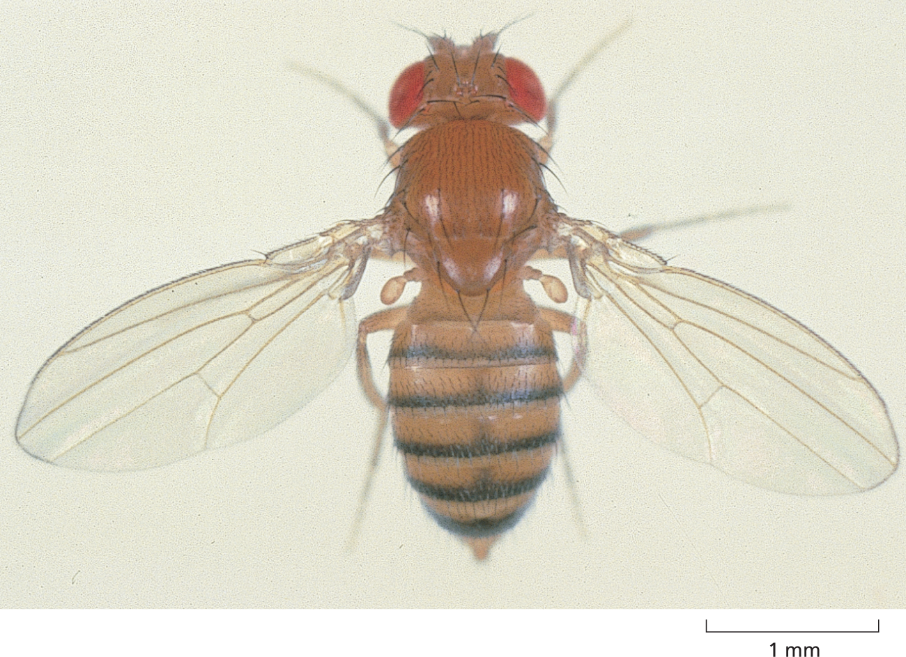 Studying Model Systems