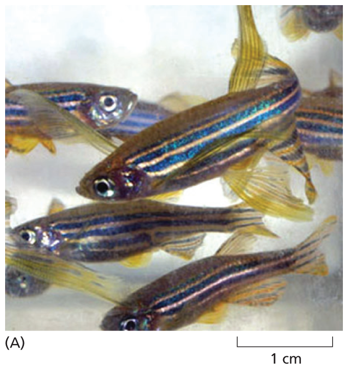 Studying Model Systems