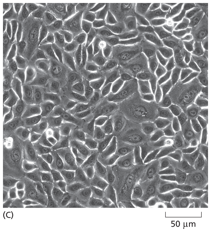 Studying Model Systems