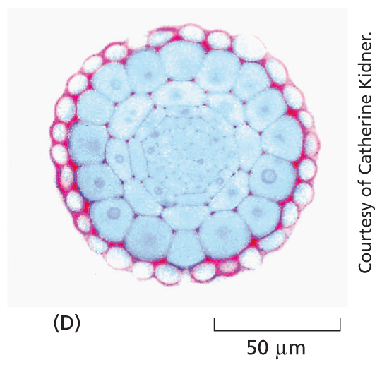 Seeing Cell Structure