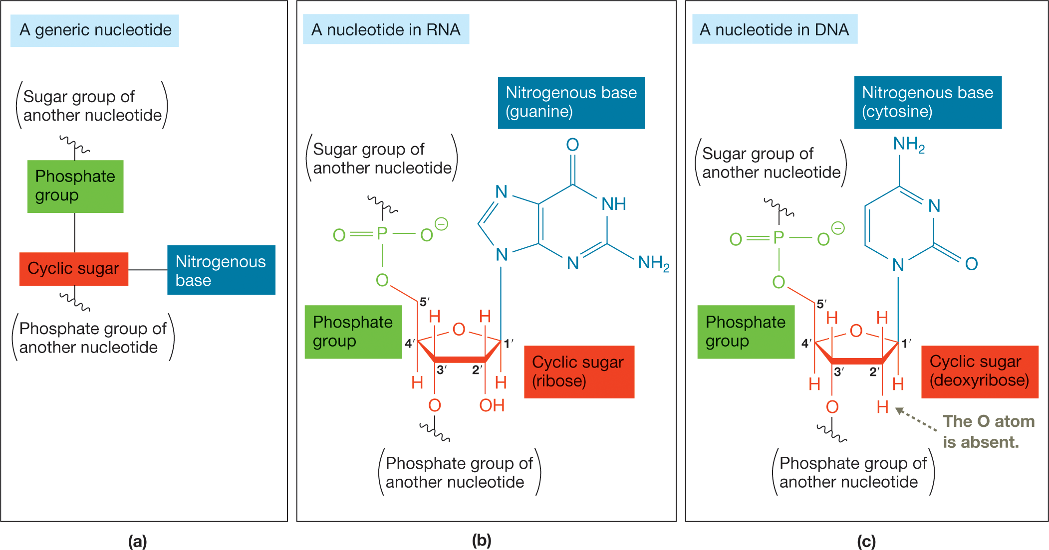 Structure Of A Mononucleotide Found In Rna
