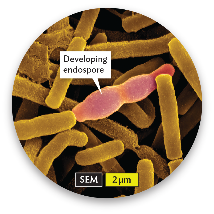 1.3 Medical Microbiology and Immunology