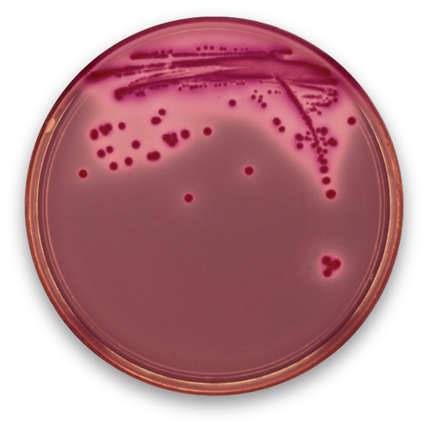 1.3 Medical Microbiology and Immunology