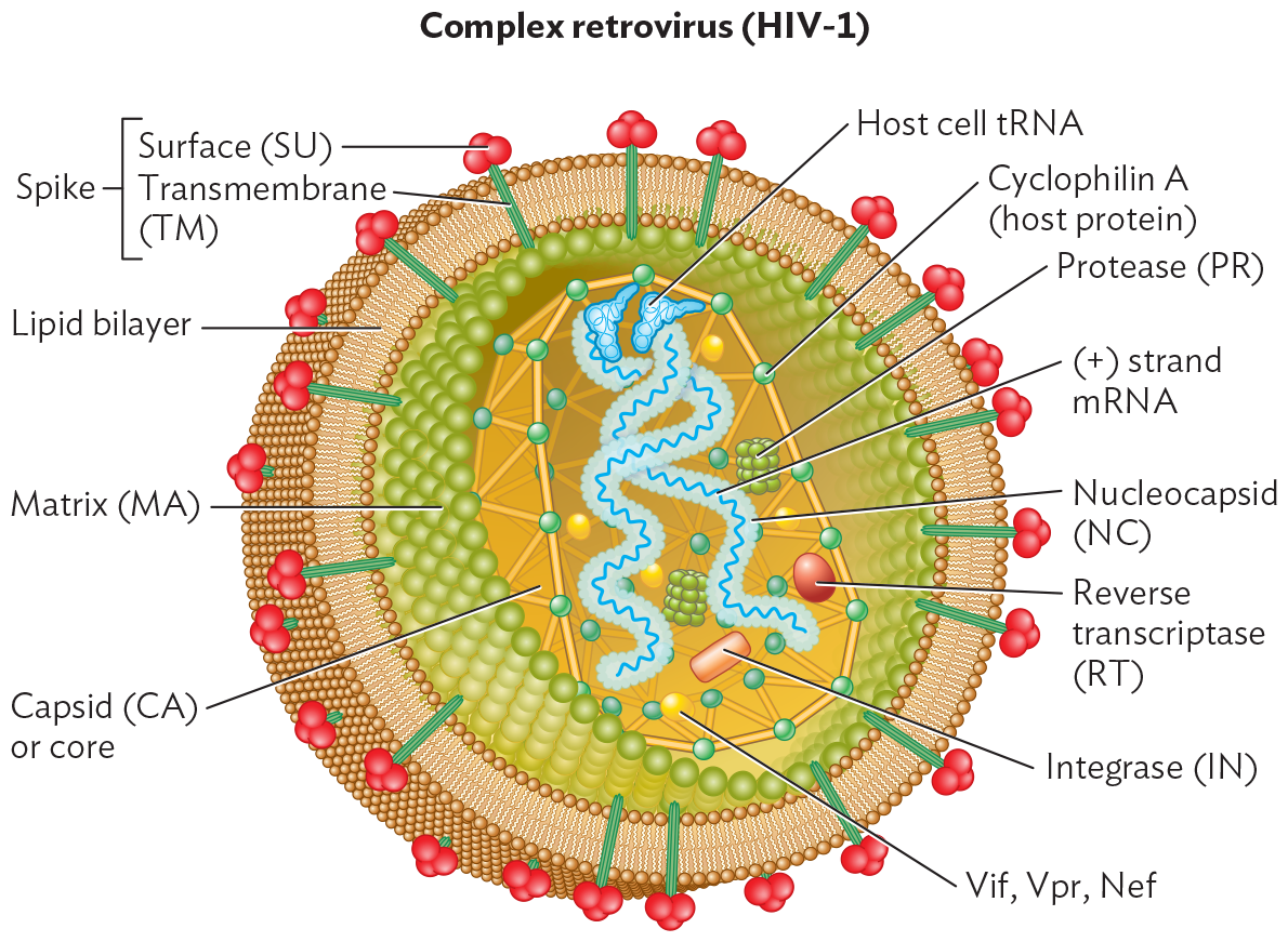 Hiv Virus Cell Structure