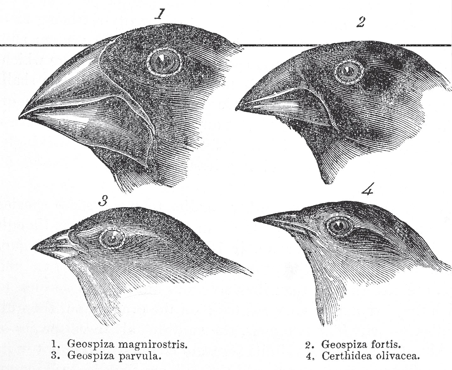 2: Evolution: Constructing a Fundamental Scientific Theory