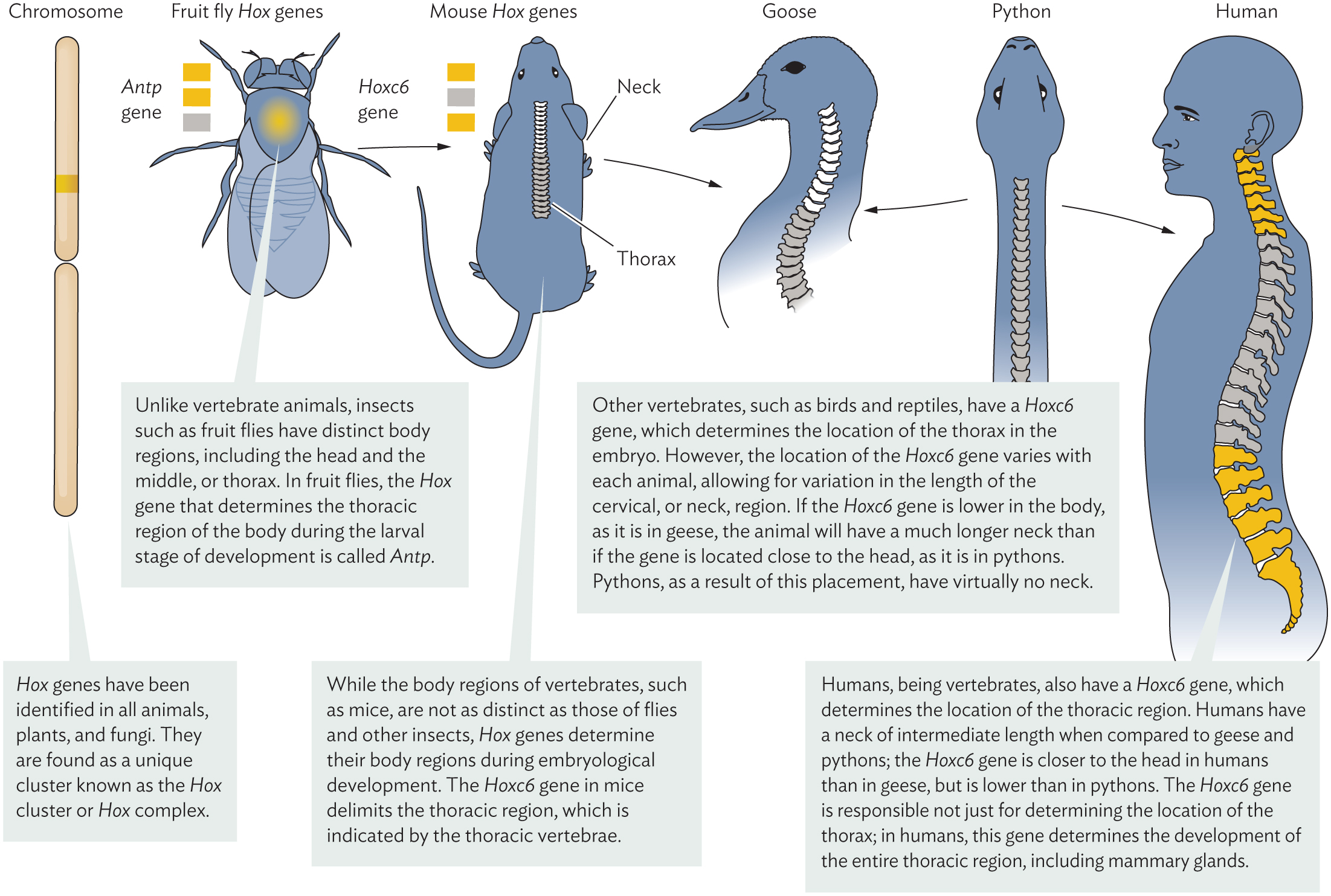 3.7 Genes: Structural and Regulatory
