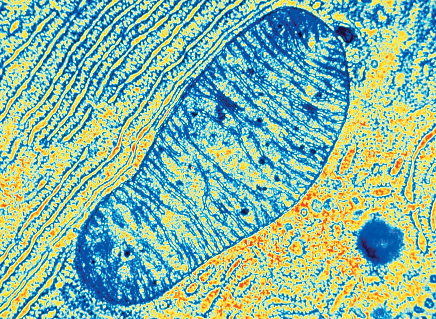 3.2 The DNA Molecule: The Code for Life