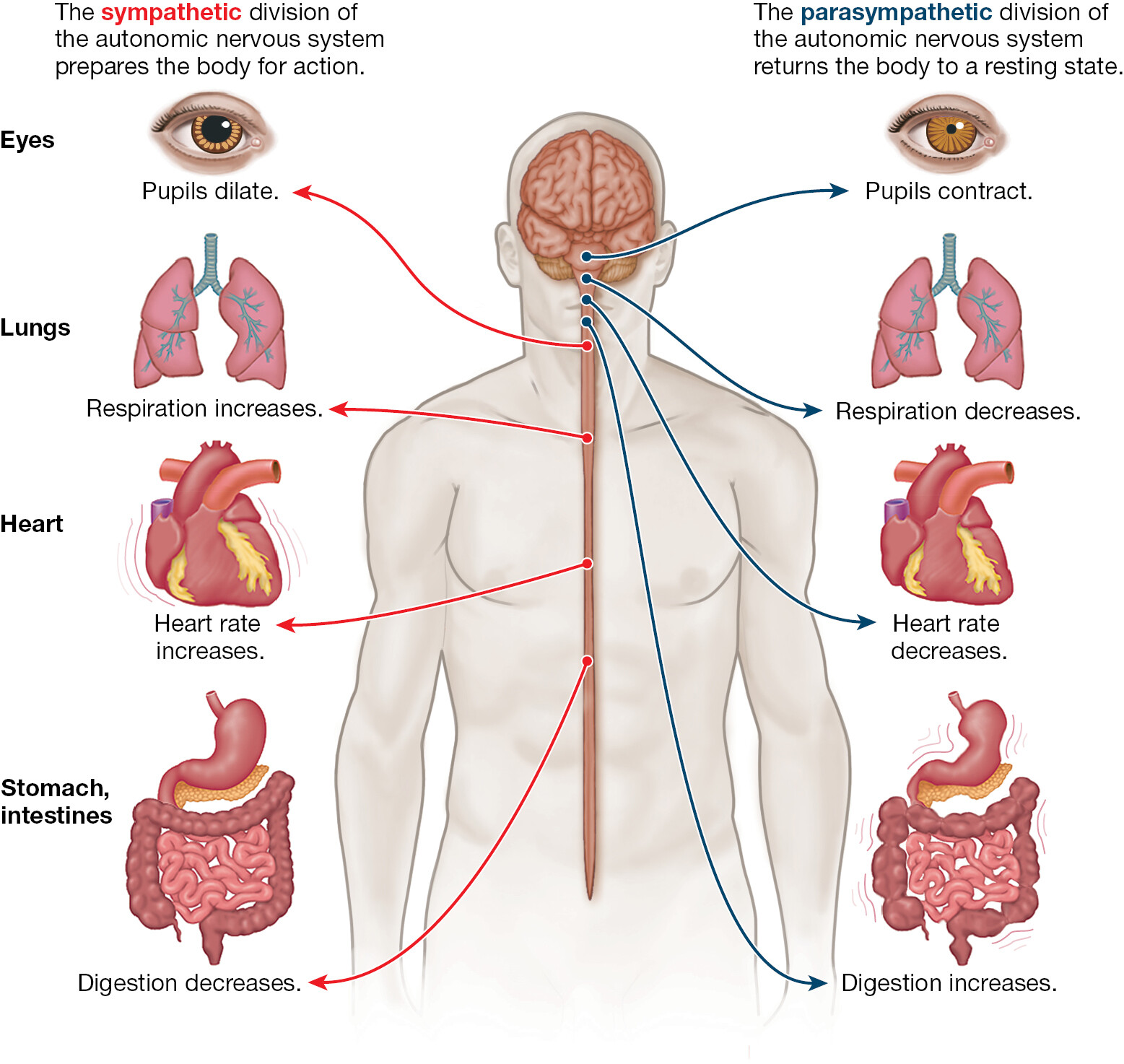 2.10 The Peripheral Nervous System Includes the Somatic and Autonomic ...