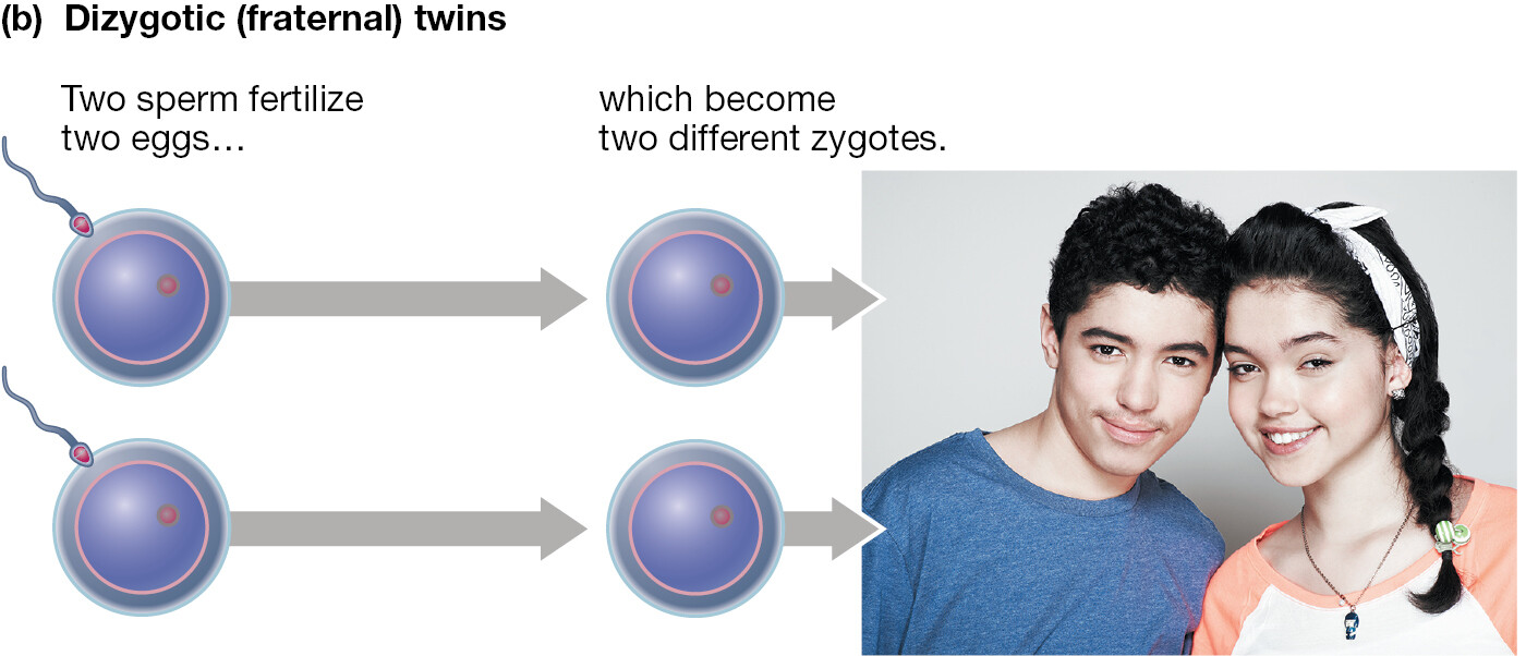 2.13 Your Genes Interact With Your Environment to Influence You