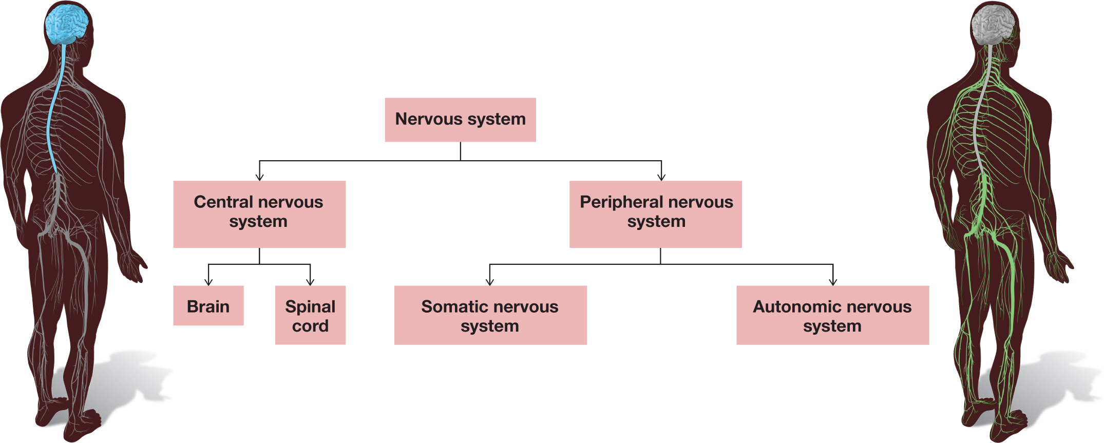 How Does the Nervous System Operate? / 3.1 Neurons Are the Basic Units ...