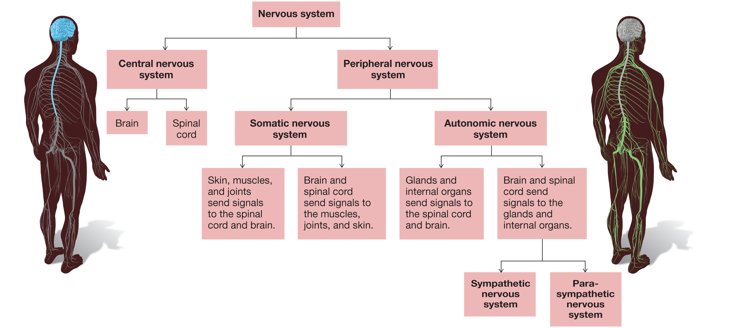 How Does the Brain Communicate with the Body? / 3.11 The Peripheral ...